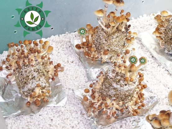 Bolo PF TEK: Dúvidas mais frequentes dos cultivadores parte 1