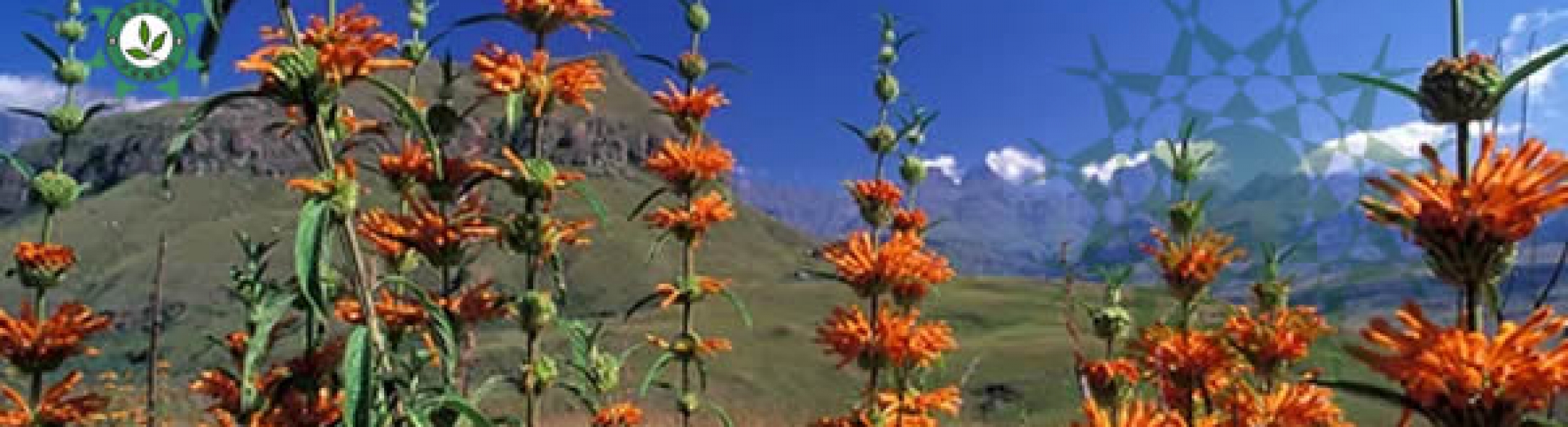 Wild Dagga - Cannabis Selvagem - Legal Buds - Green Blog Power